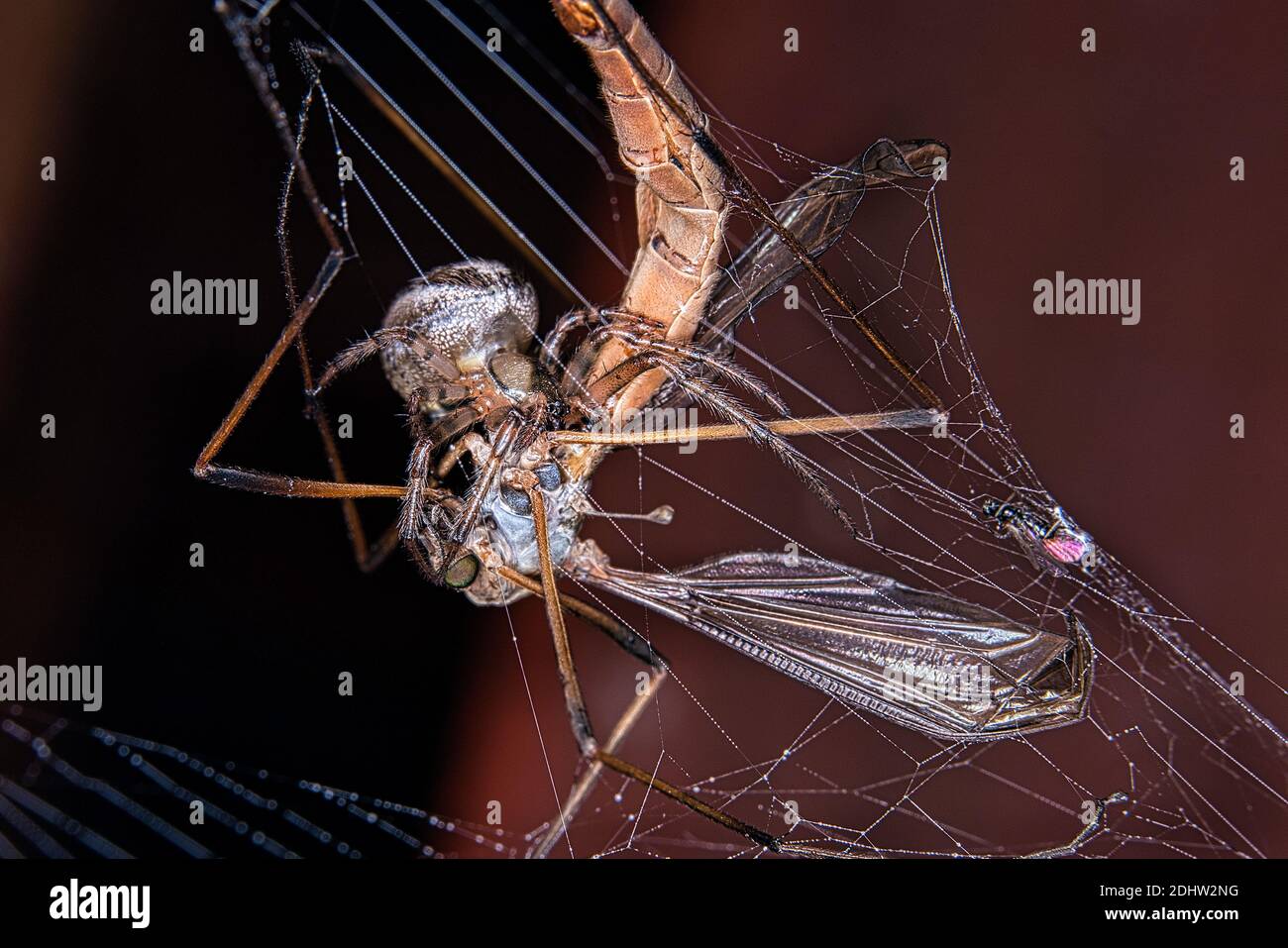 Garden spider catching crane fly in web Stock Photo - Alamy