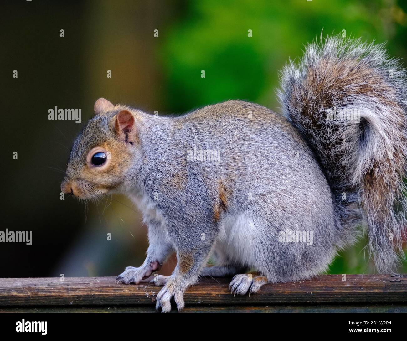 Grey squirrel nest box hi-res stock photography and images - Alamy