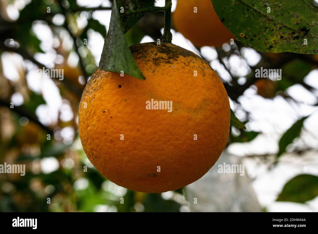 an orange hanging from the tree Stock Photo - Alamy