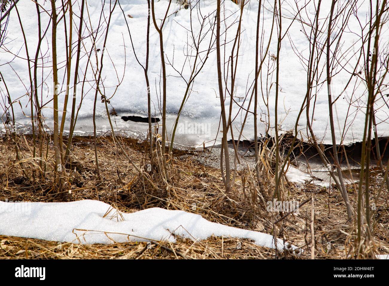 Melted snow in a sunny early spring day Stock Photo - Alamy