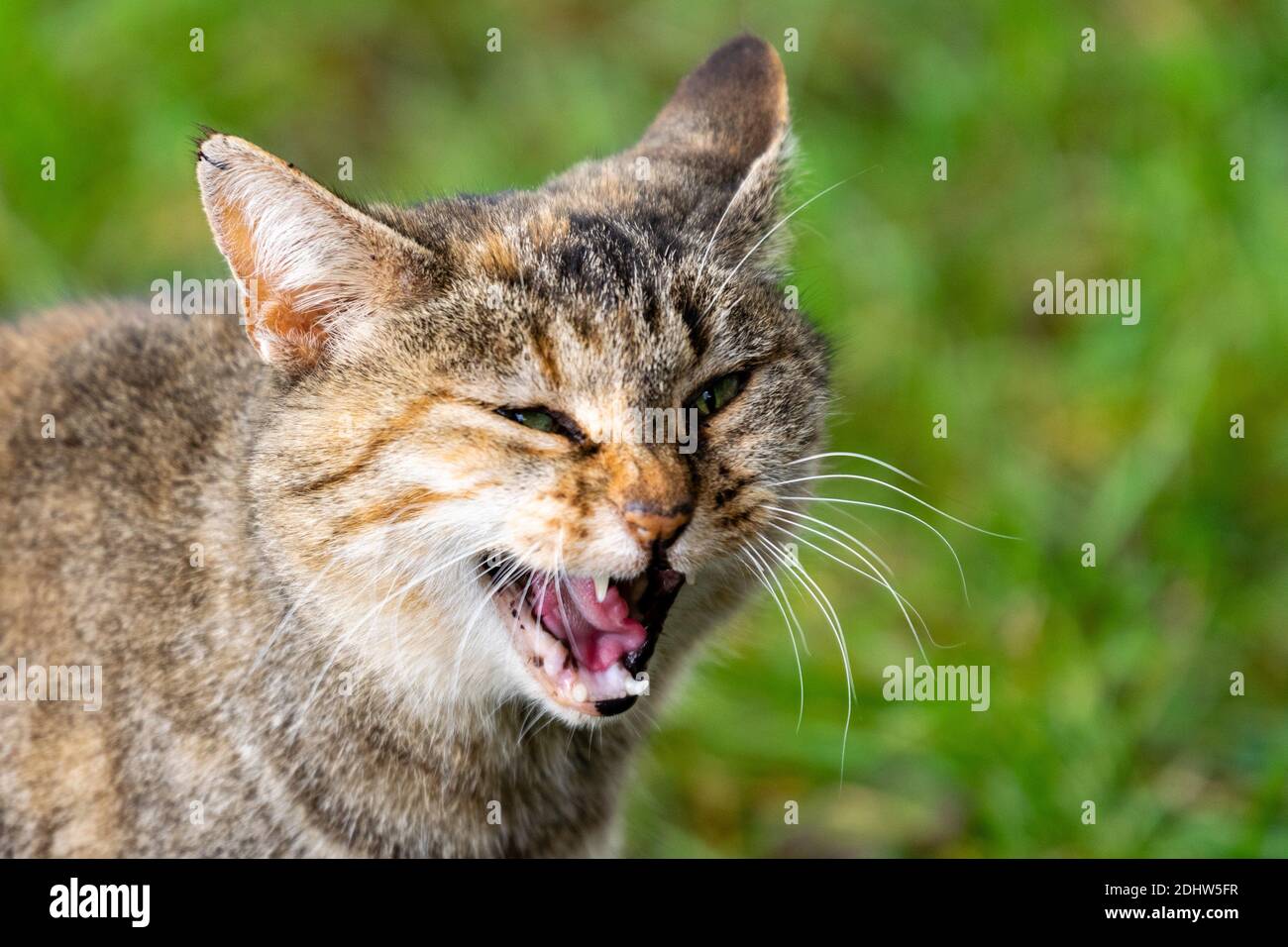 pet animal: portrait of alley cat Stock Photo - Alamy