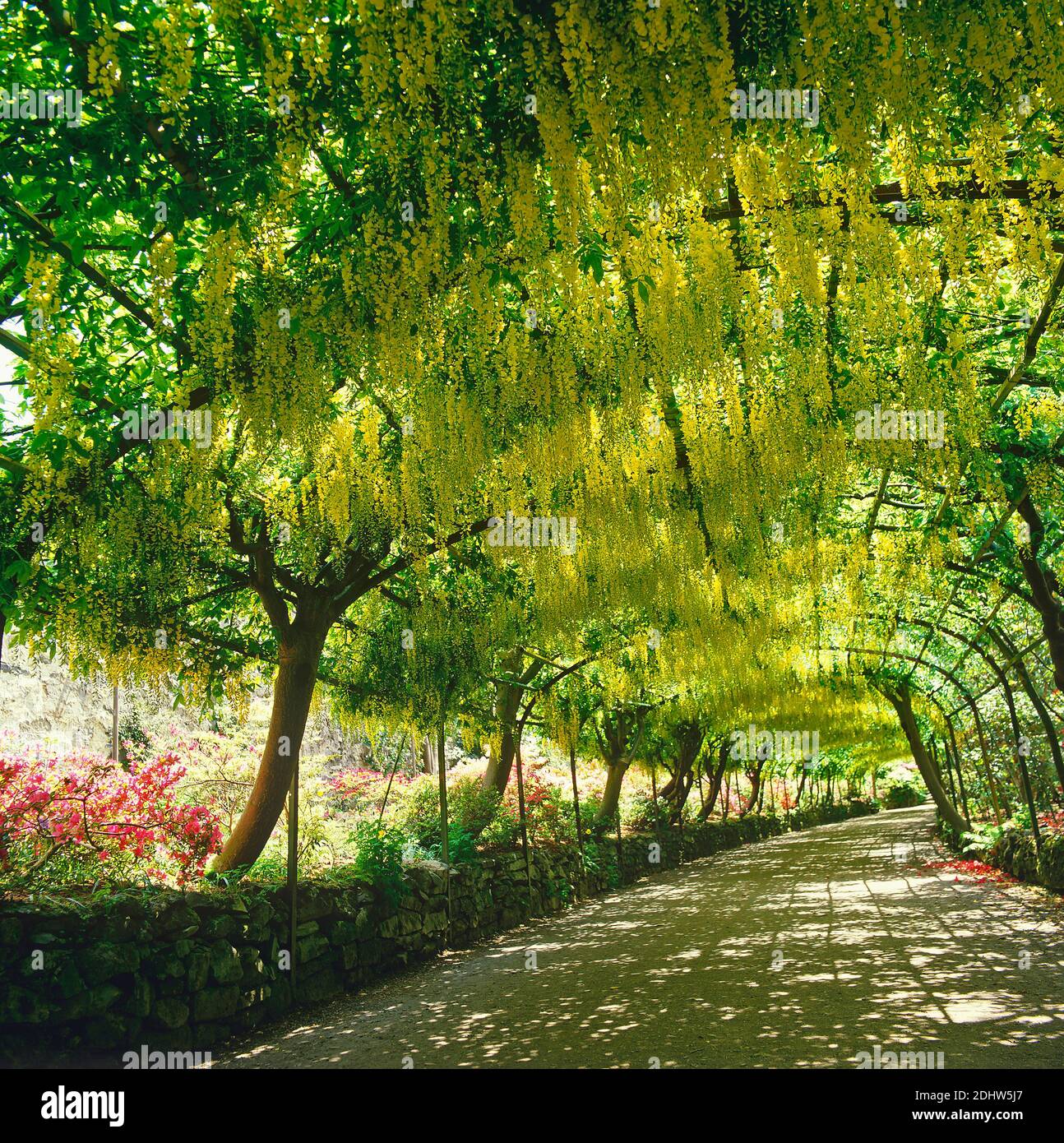 Laburnum arch hi-res stock photography and images - Alamy