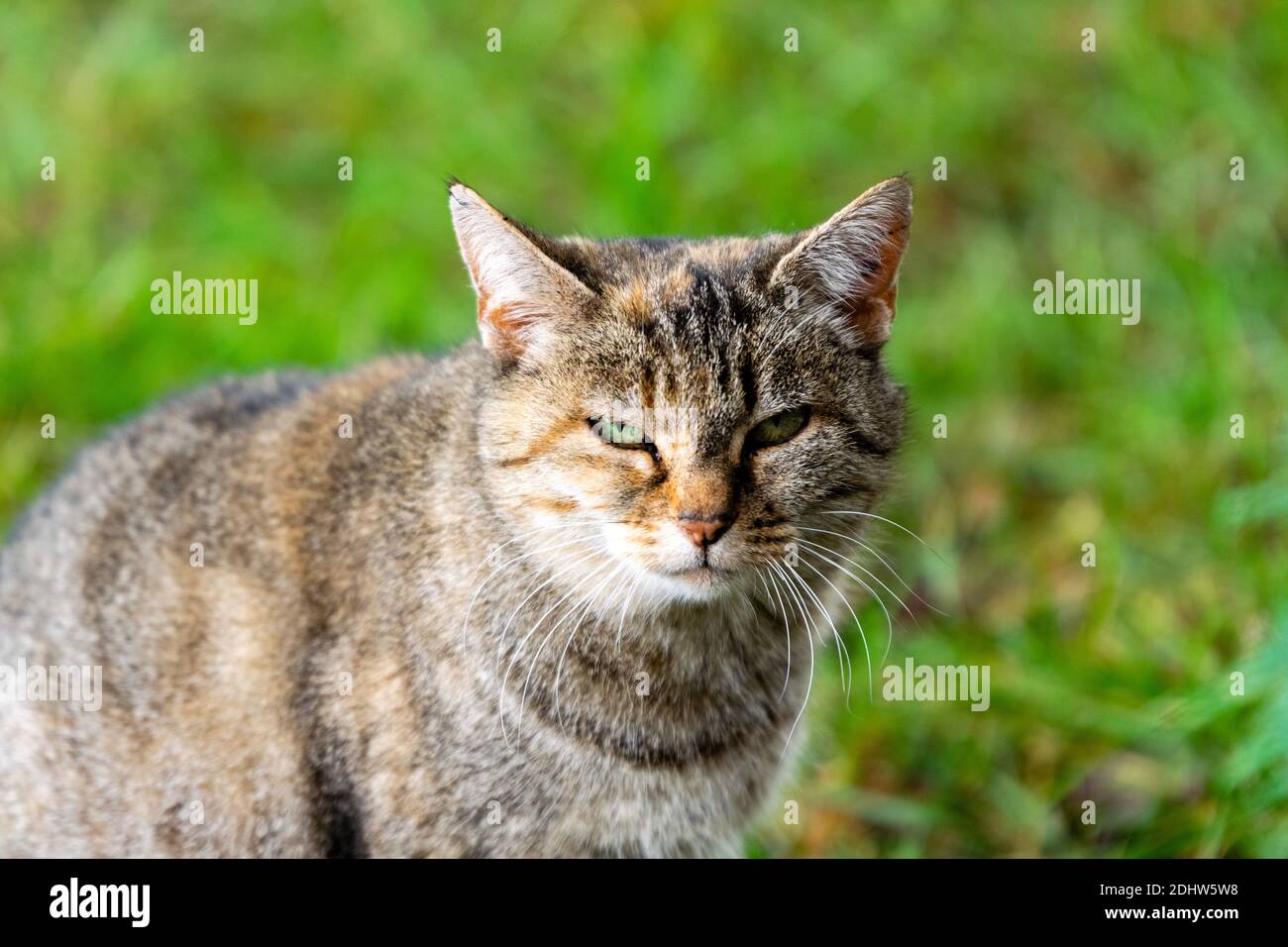 pet animal: portrait of alley cat Stock Photo - Alamy