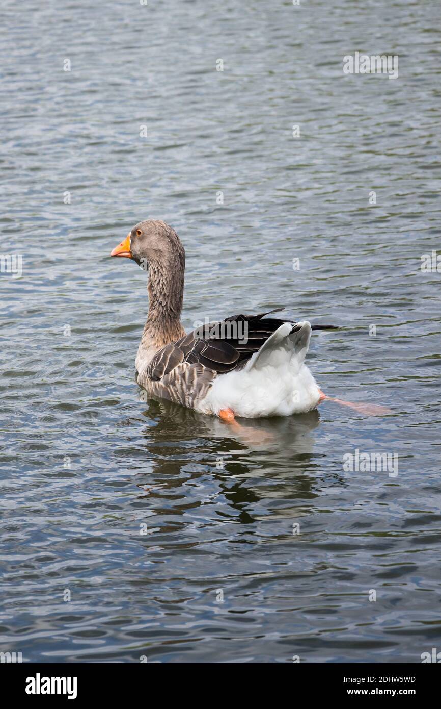 Goose swimming in a lake Stock Photo - Alamy