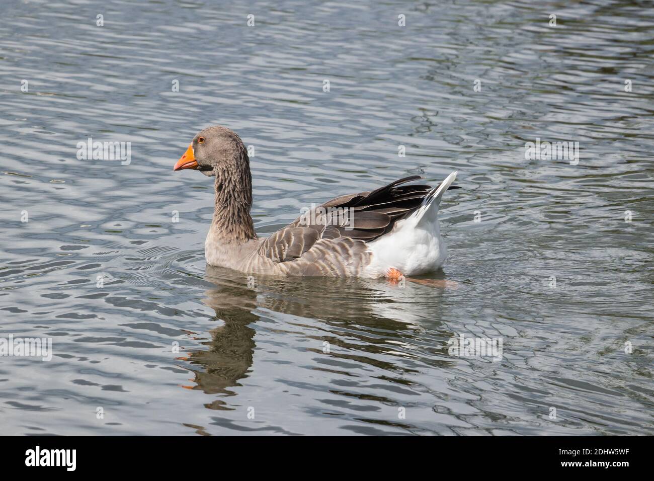 Silhouette single goose swimming hi-res stock photography and images ...