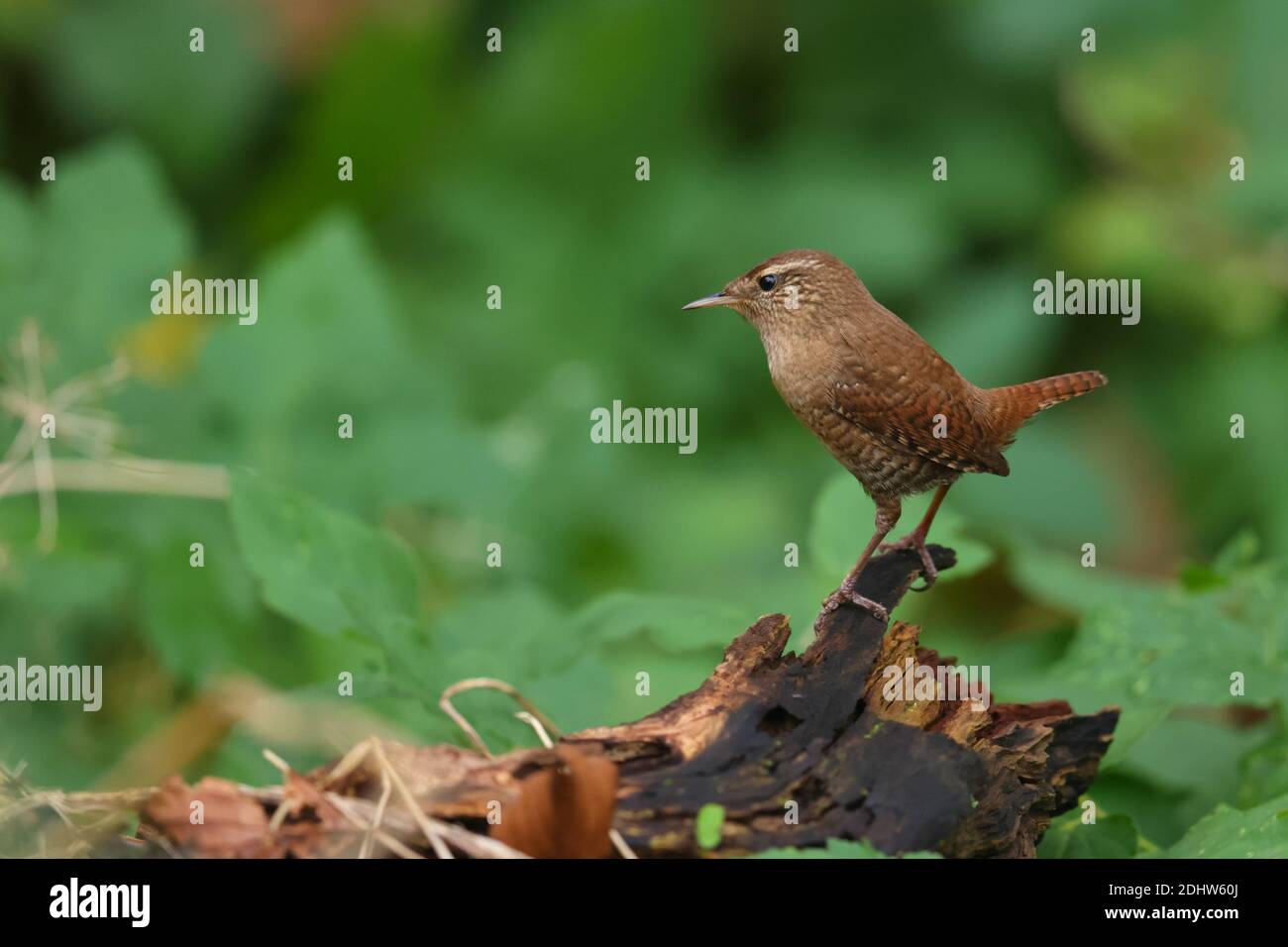 Troglodytes troglodytes hi-res stock photography and images - Alamy