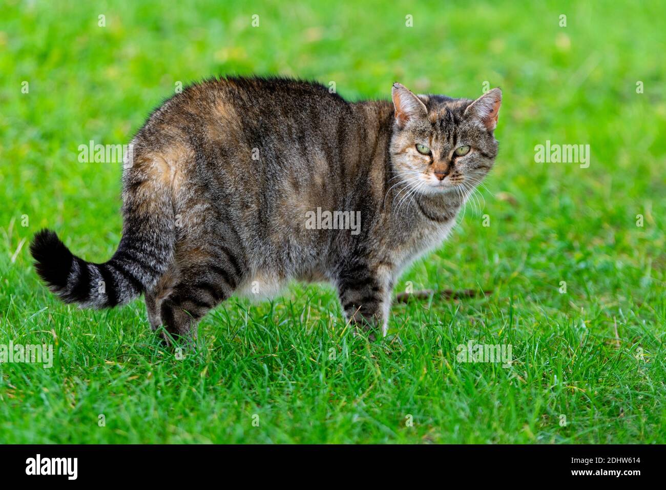 pet animal: portrait of alley cat Stock Photo - Alamy