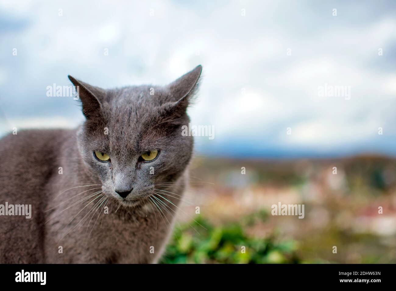 pet animal: portrait of alley cat Stock Photo - Alamy