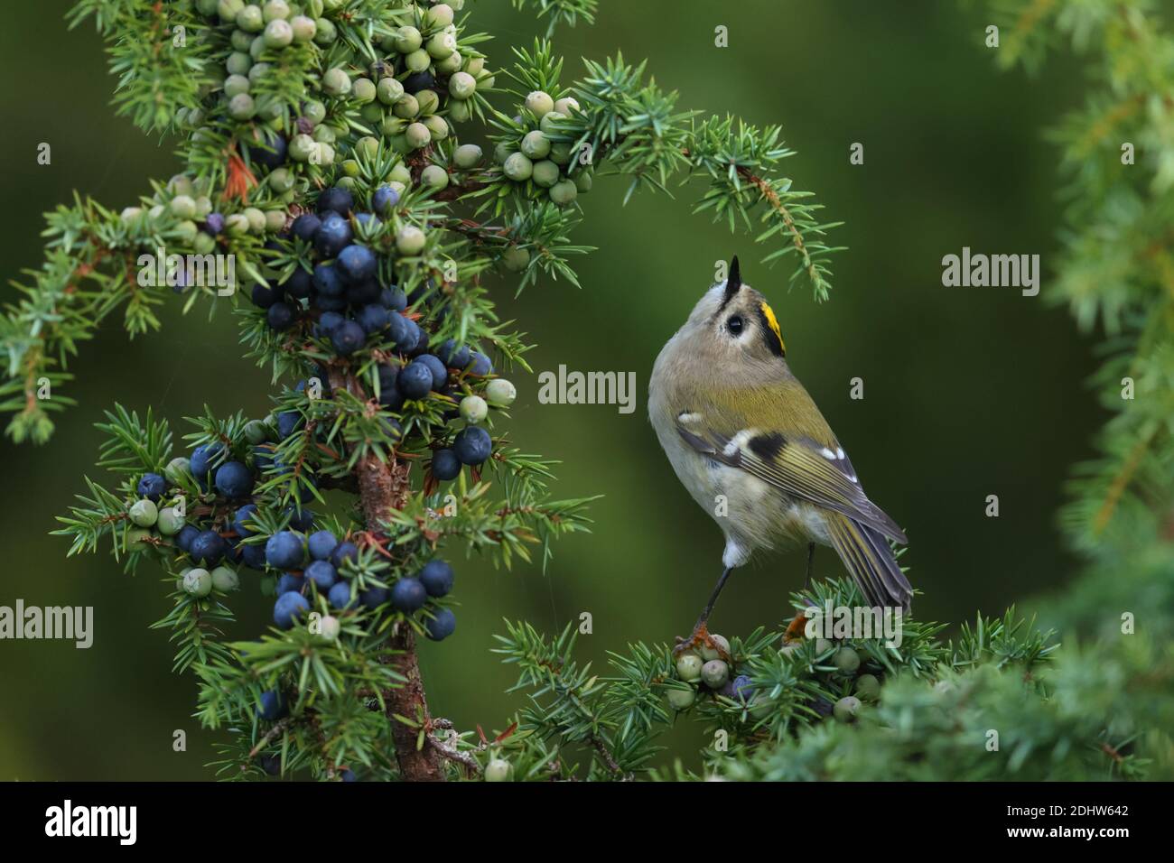 Goldcrest (Regulus regulus) on juniper tree, Europe Stock Photo - Alamy
