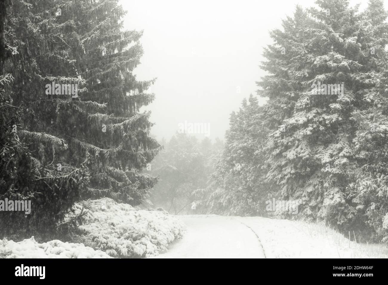 Snowy forest. Big storm in the forest. Fur snow Stock Photo - Alamy