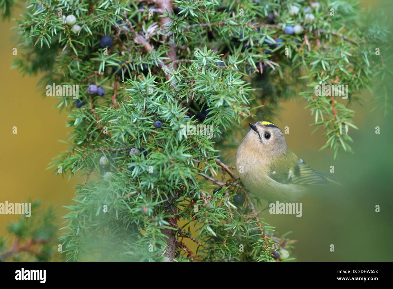 Goldcrest (Regulus regulus) on juniper tree, Europe Stock Photo - Alamy