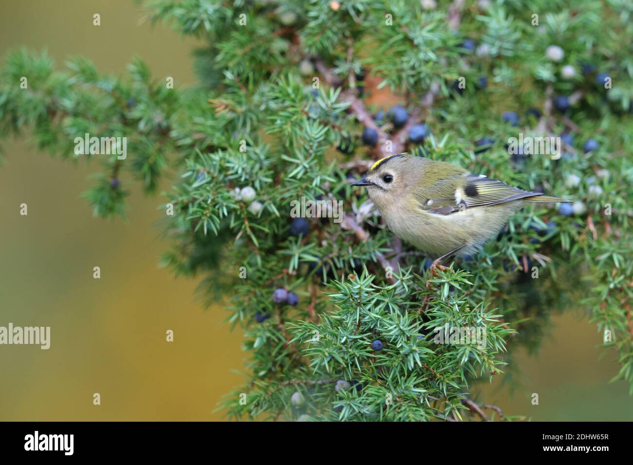 Goldcrest (Regulus regulus) on juniper tree, Europe Stock Photo - Alamy