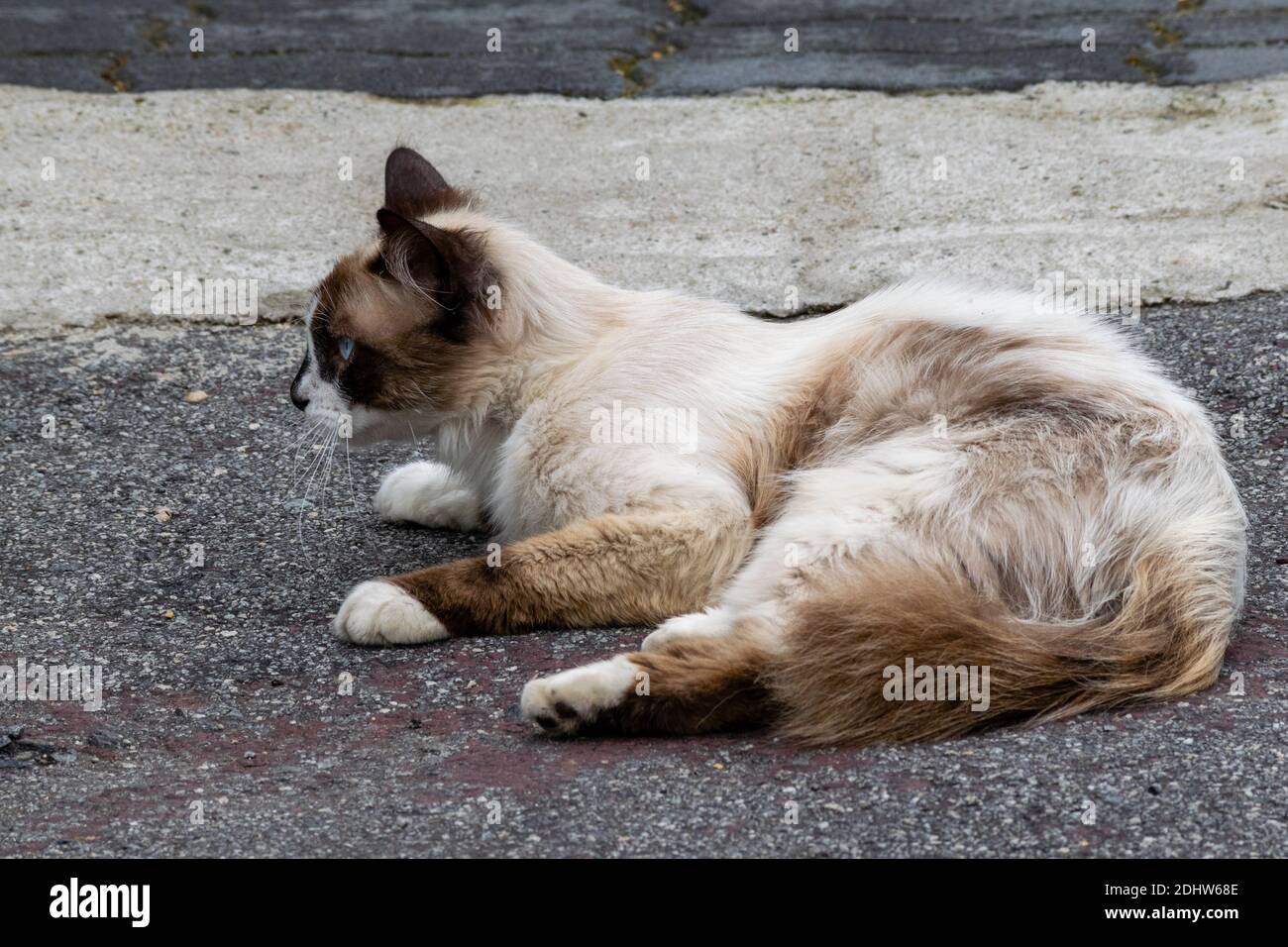 pet animal: portrait of alley cat Stock Photo - Alamy