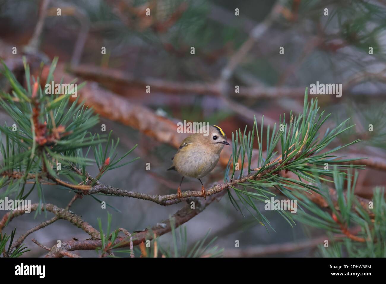 Goldcrest (Regulus regulus) on pine cone, Europe Stock Photo - Alamy