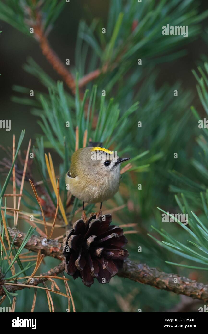 Goldcrest (Regulus regulus) on pine cone, Europe Stock Photo - Alamy