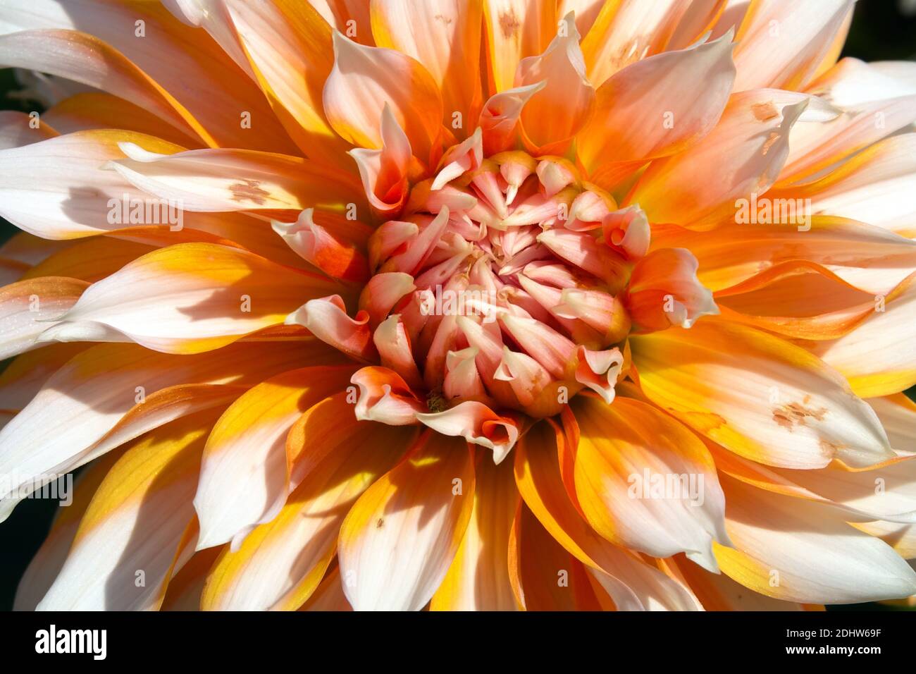 Apelsini hi-res stock photography and images - Alamy