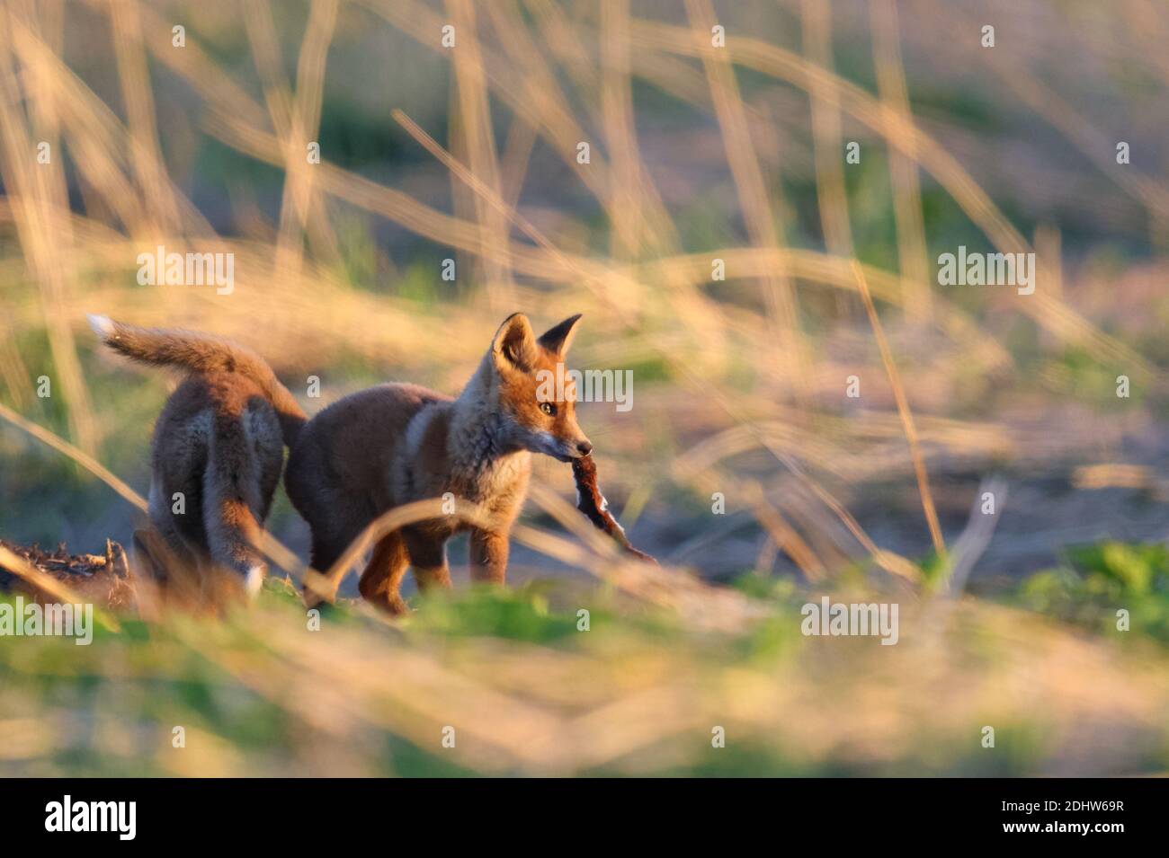 Red fox (Vulpes vulpes) juvenile with a least weasel in meadow at ...
