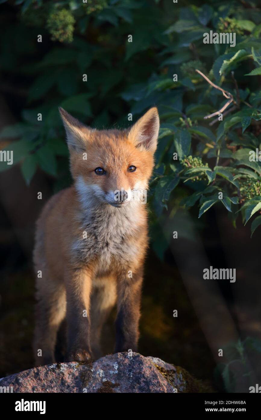 Red Fox kit (Vulpes vulpes), Europe Stock Photo - Alamy