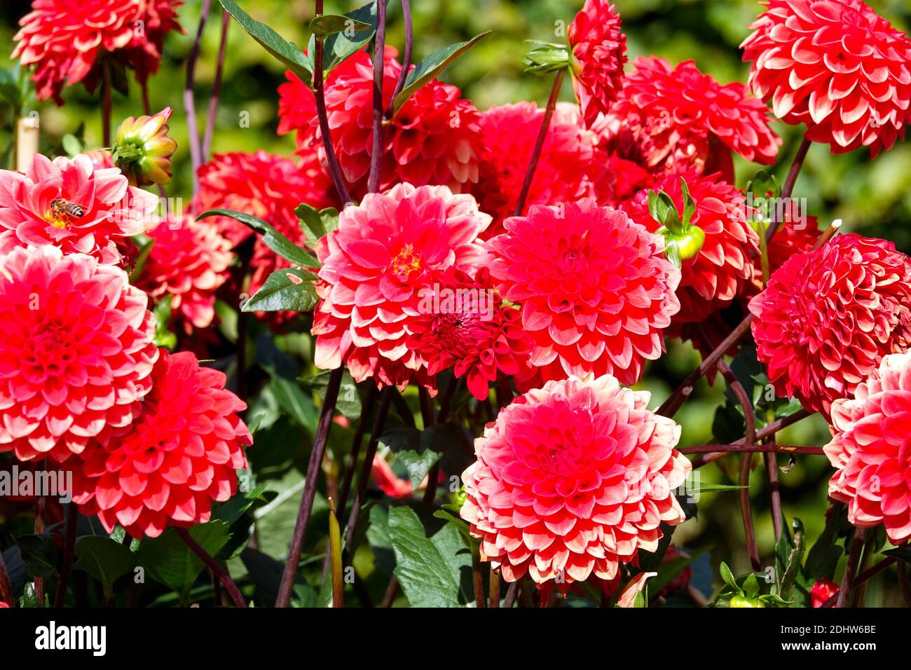Dahlias Dahlia "Red Cup" in garden border Stock Photo - Alamy