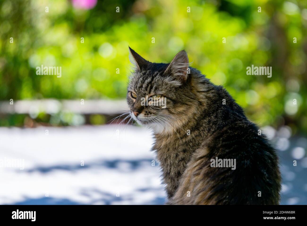 pet animal: portrait of alley cat Stock Photo - Alamy
