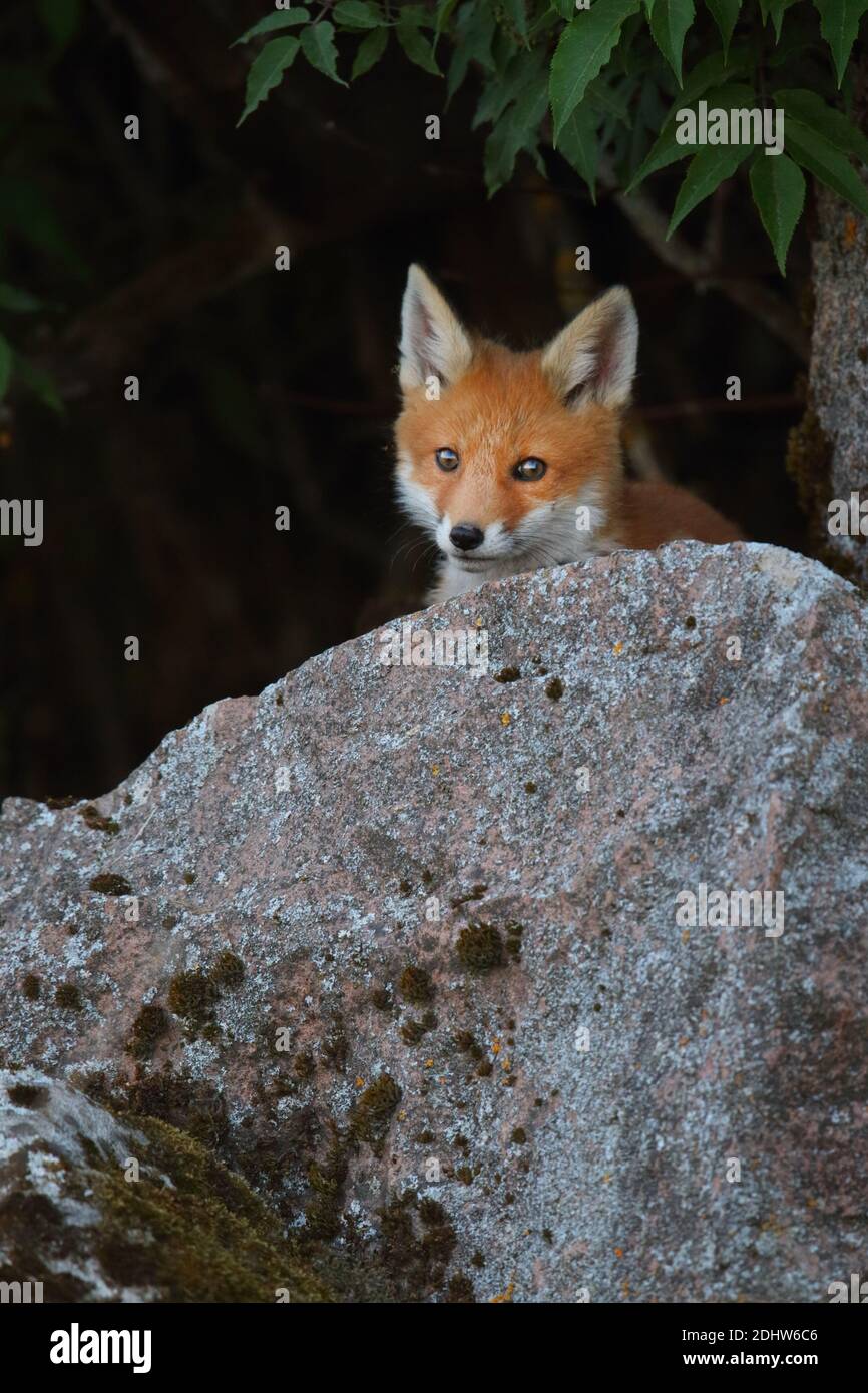 Red Fox kit (Vulpes vulpes), Europe Stock Photo - Alamy