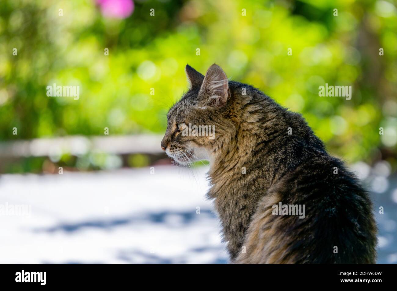 pet animal: portrait of alley cat Stock Photo - Alamy