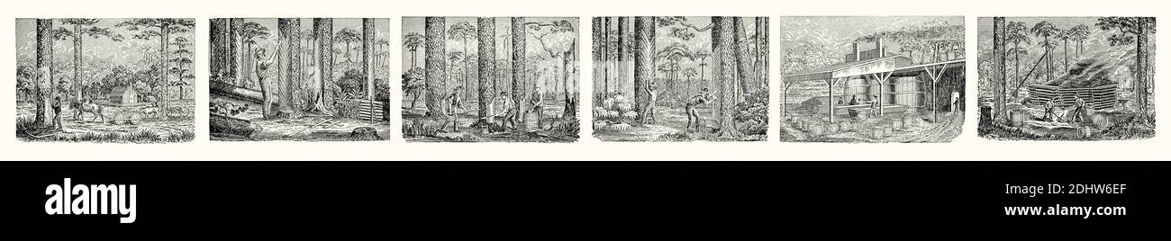 An old engraving showing the stages in collecting resin (ills 1–4) for ...