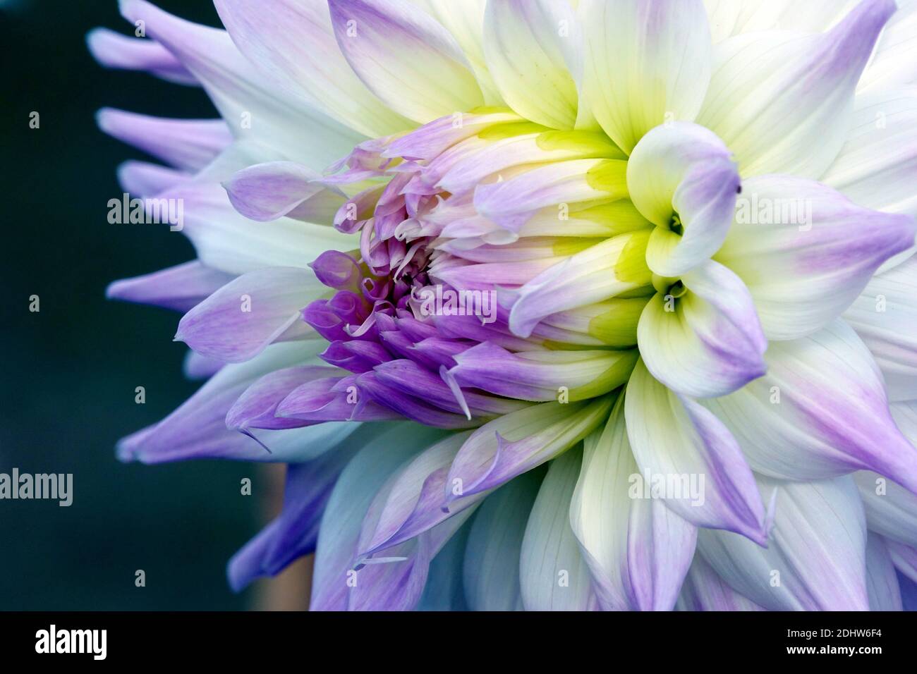 White Dahlia "Magic Moment" bright pastel flower white dahlia purple ...
