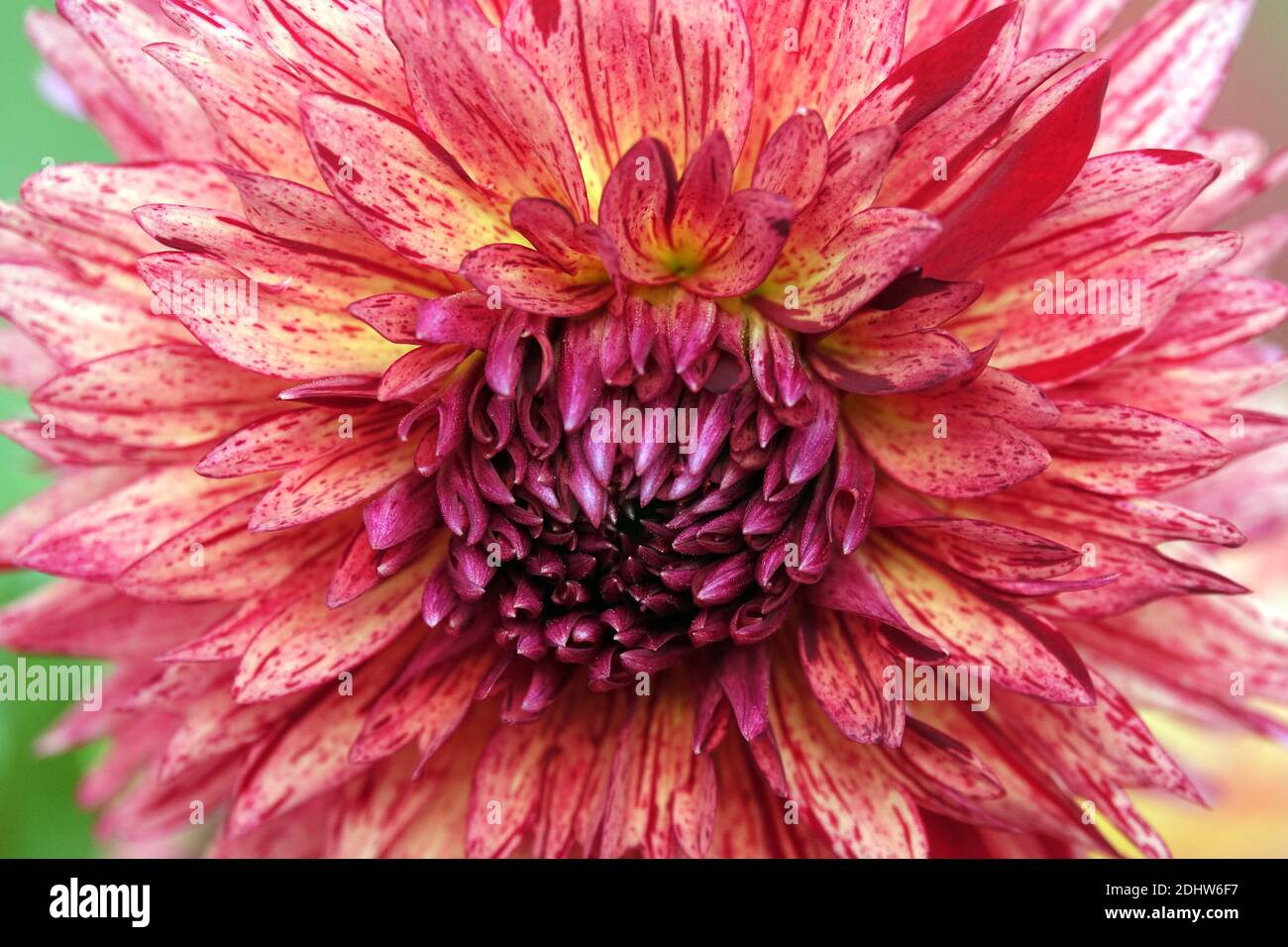 Single Dahlia flower "Colwood Sherri" Dahlias Dahlia flower Stock Photo ...
