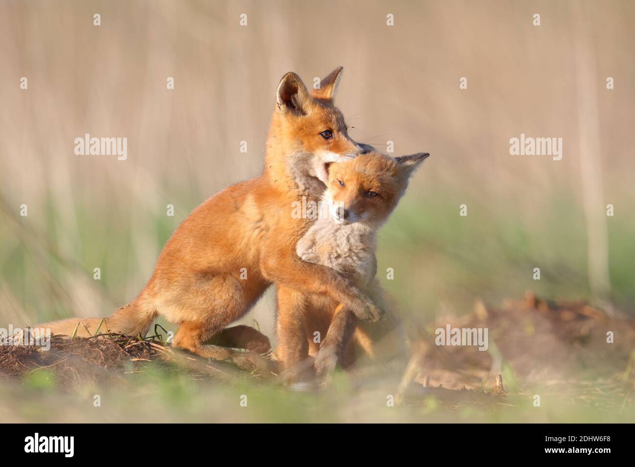 Red fox cubs (Vulpes vulpes) play fighting around their den site ...