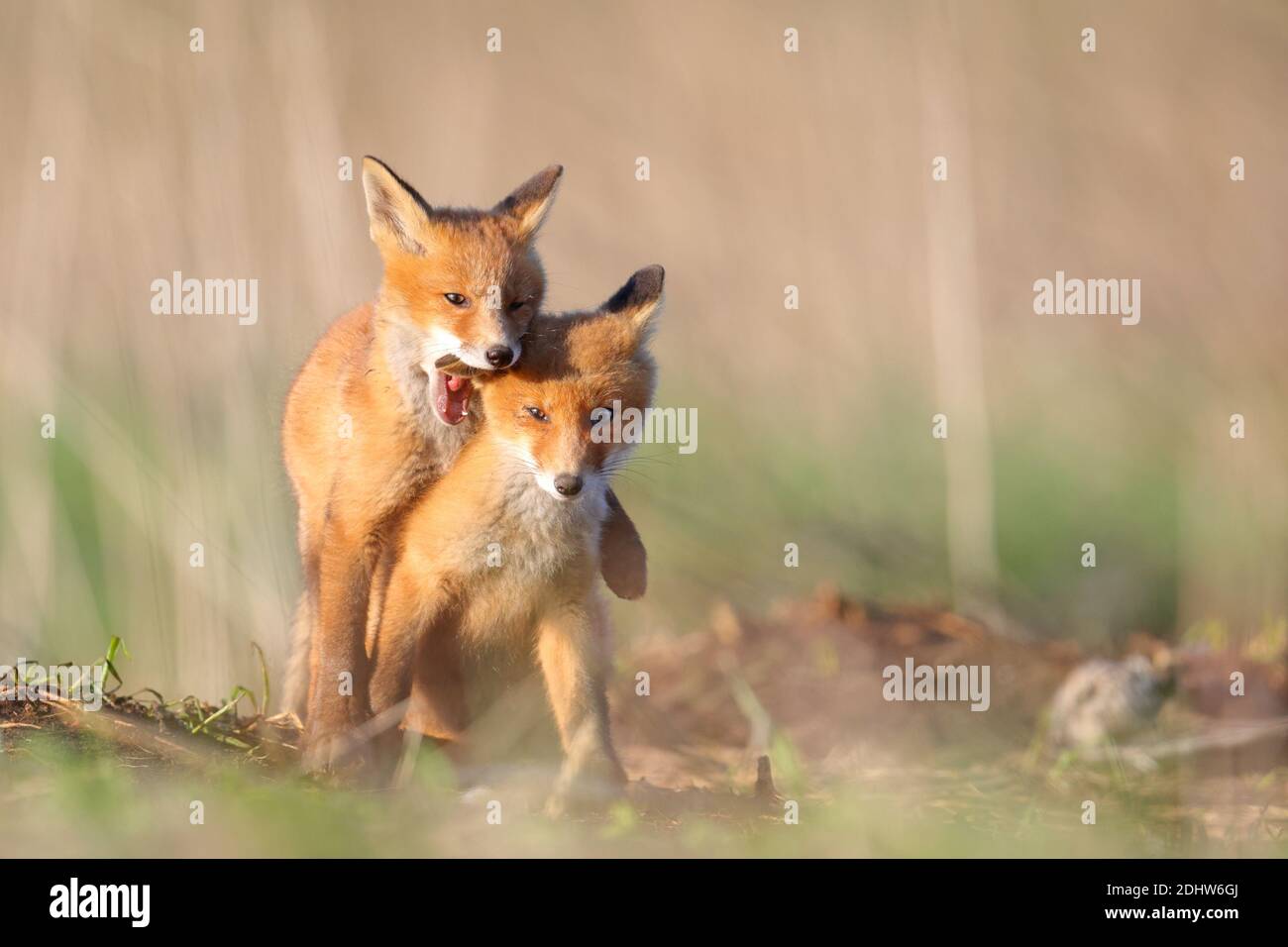 Playing fox cubs hi-res stock photography and images - Alamy