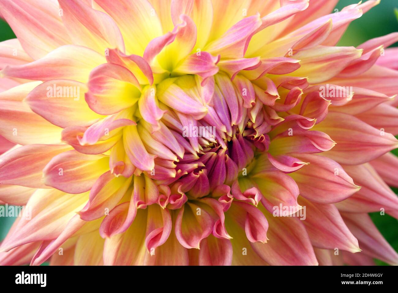 Dahlia Skipley Grande Dahlias Dahlia pastel flower beauty Stock Photo ...