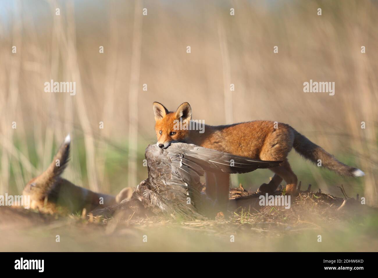 Red fox (Vulpes vulpes) juvenile with a geese as a prey. Estonia ...
