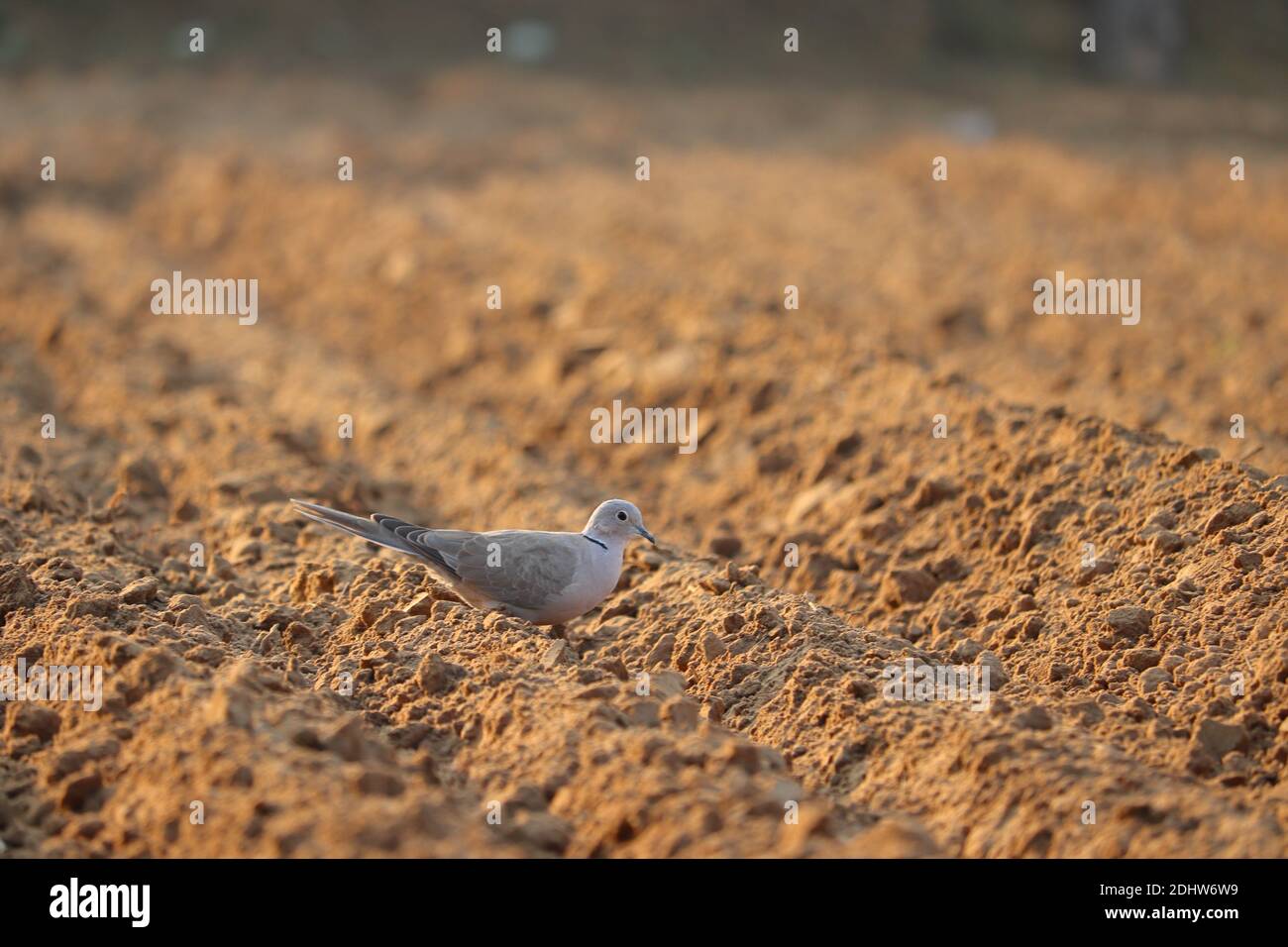 Indian turtle dove hi-res stock photography and images - Alamy