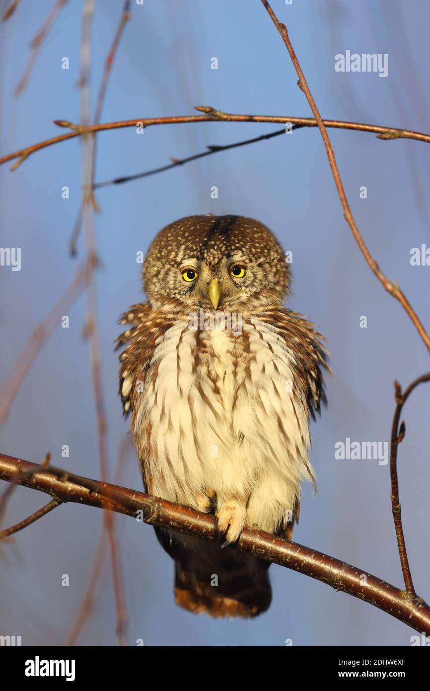 Eurasian pygmy owl (Glaucidium passerinum Stock Photo - Alamy