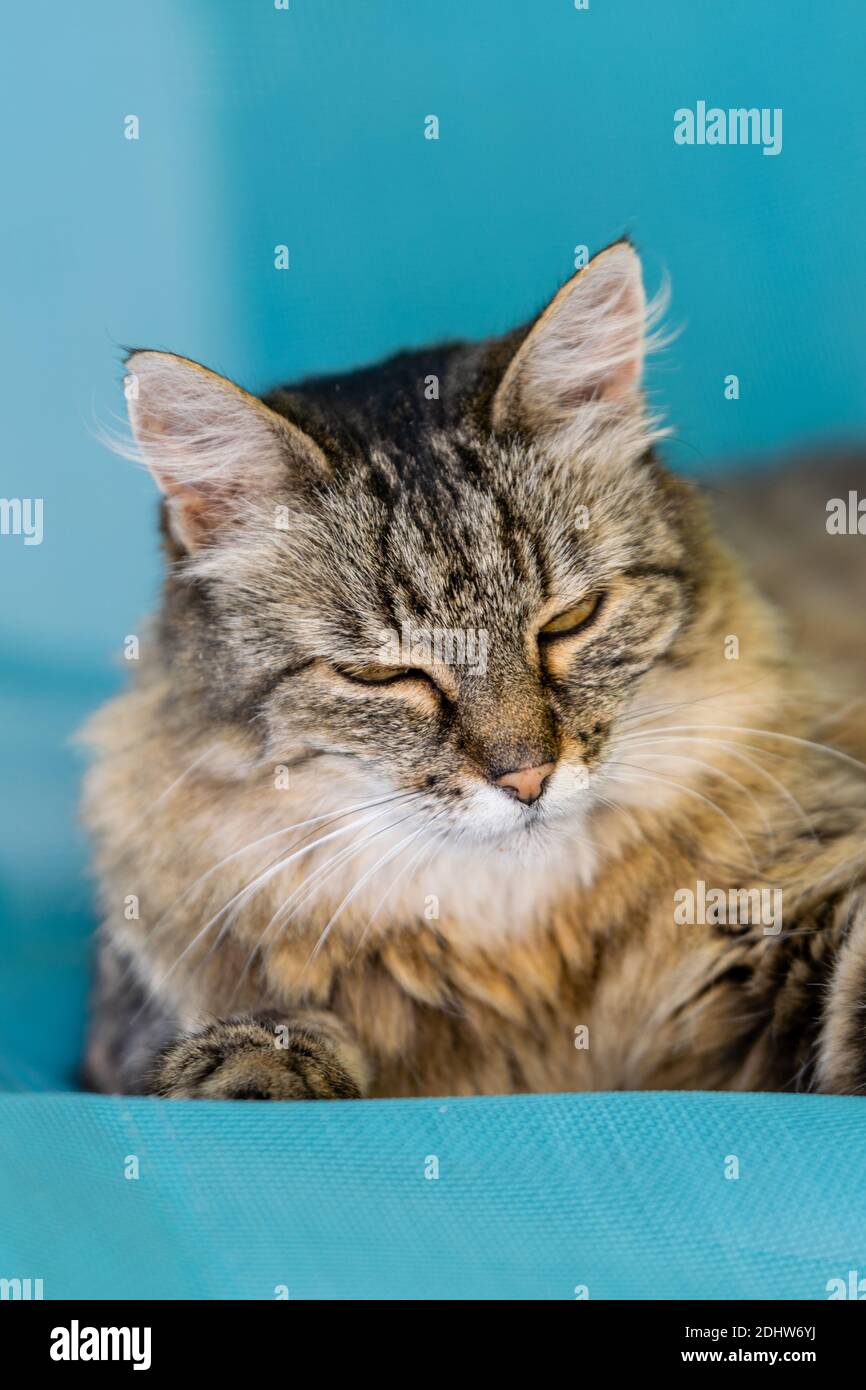 pet animal: portrait of alley cat Stock Photo - Alamy