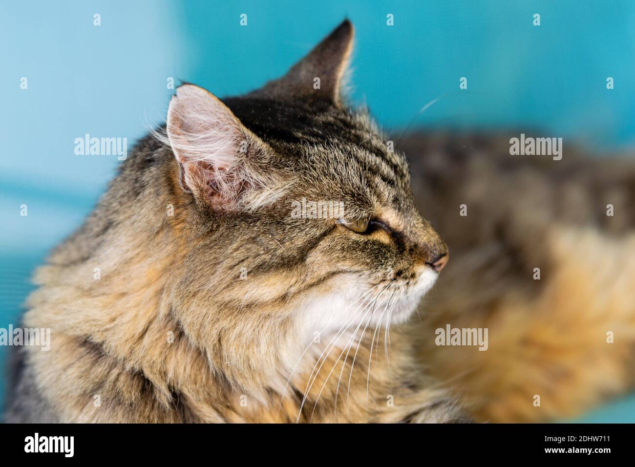 pet animal: portrait of alley cat Stock Photo - Alamy