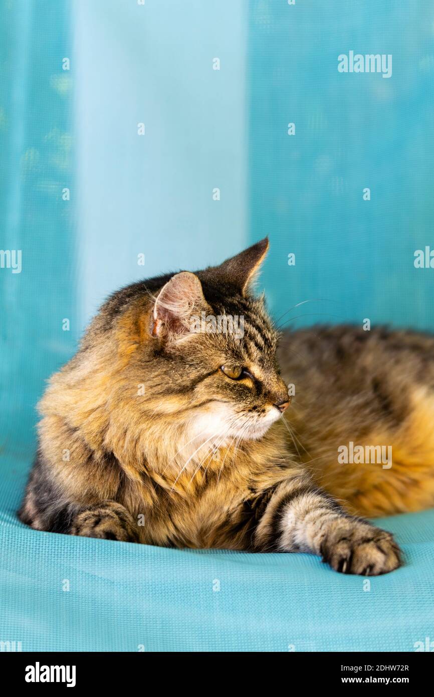 pet animal: portrait of alley cat Stock Photo - Alamy