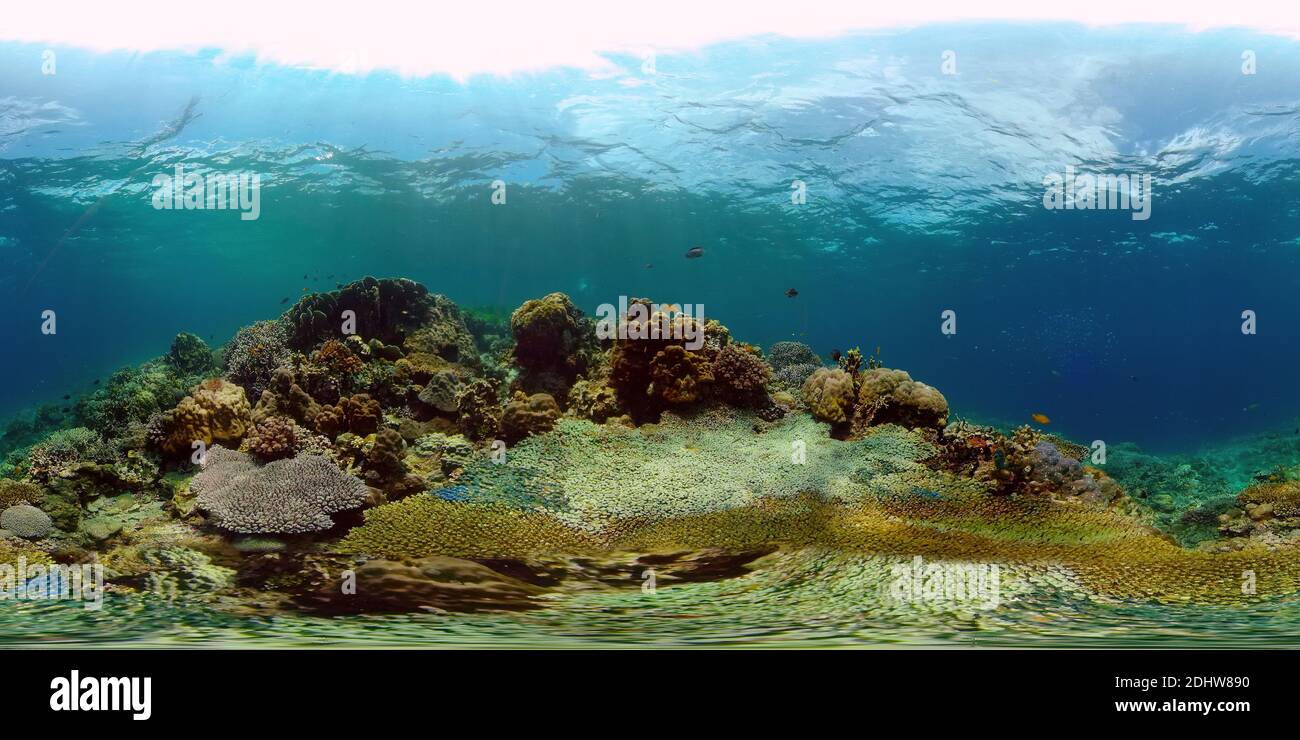 Tropical underwater sea fish. Colourful tropical coral reef. Scene reef ...