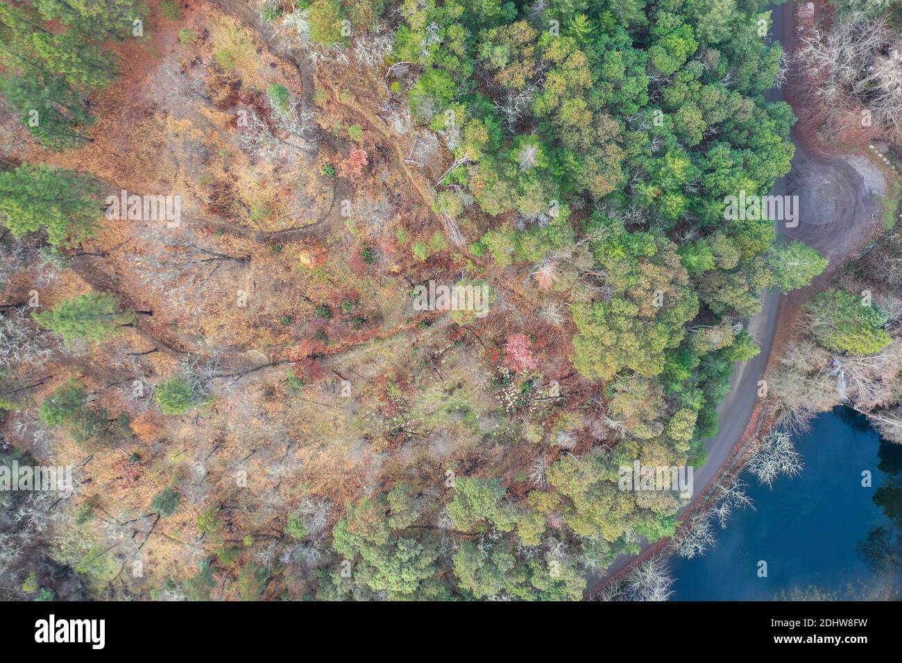Top view of a small forest and a small lake Stock Photo - Alamy
