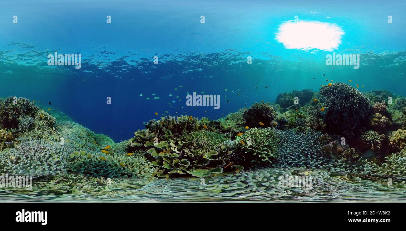 Tropical fishes and coral reef at diving. Underwater world with corals ...