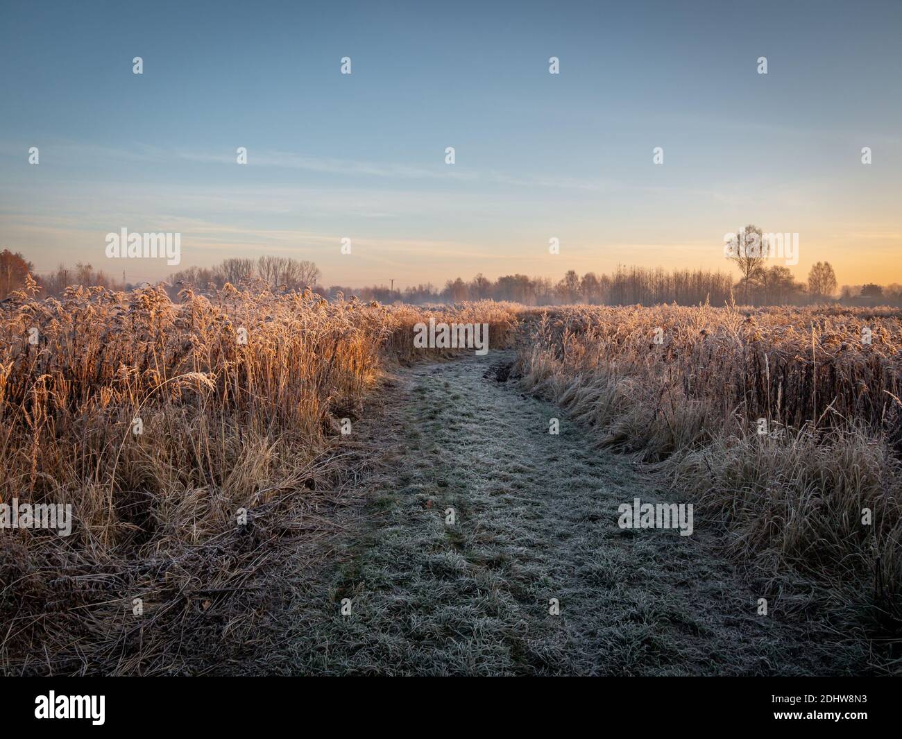 Meadow path after a first freezing Stock Photo - Alamy