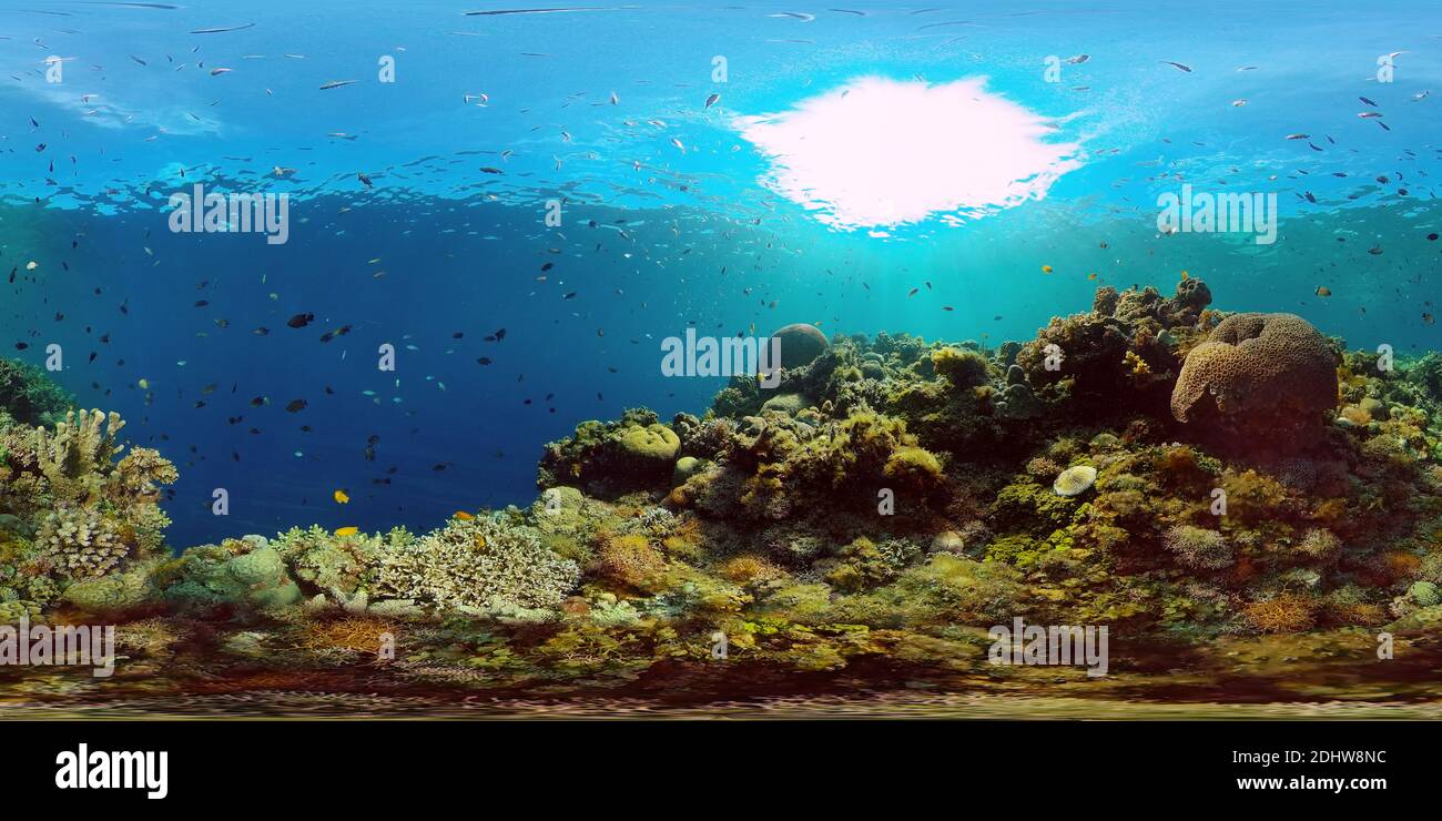 Tropical fishes and coral reef at diving. Underwater world with corals ...