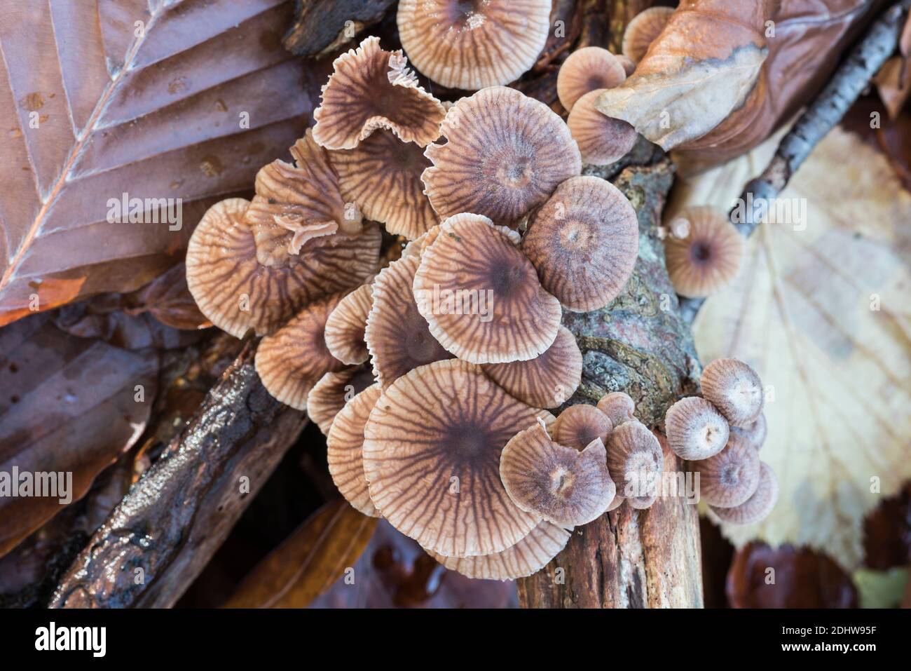Mycena species hi-res stock photography and images - Alamy