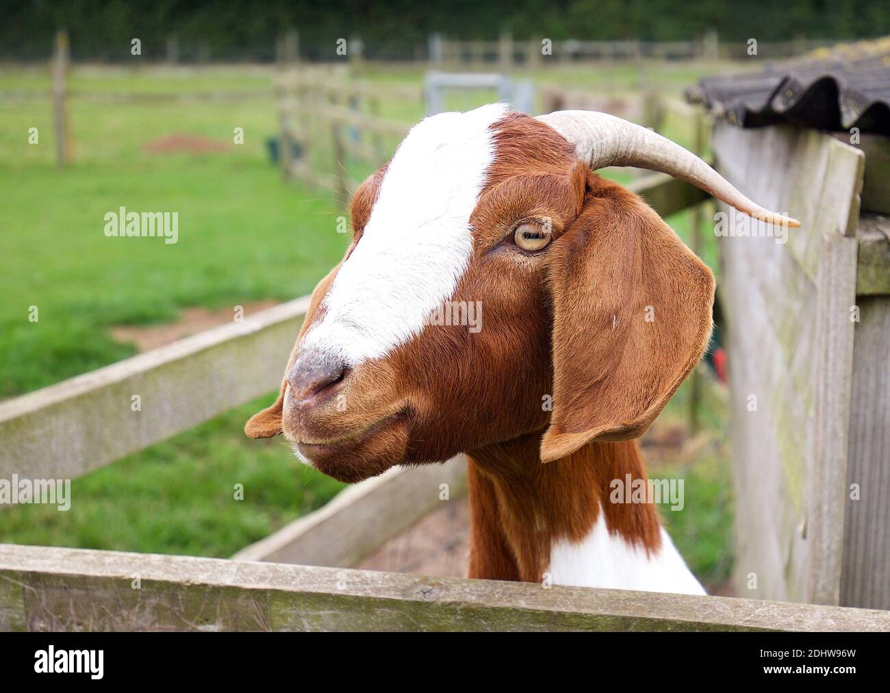 Ginger and white goat standing up on a fence Stock Photo - Alamy