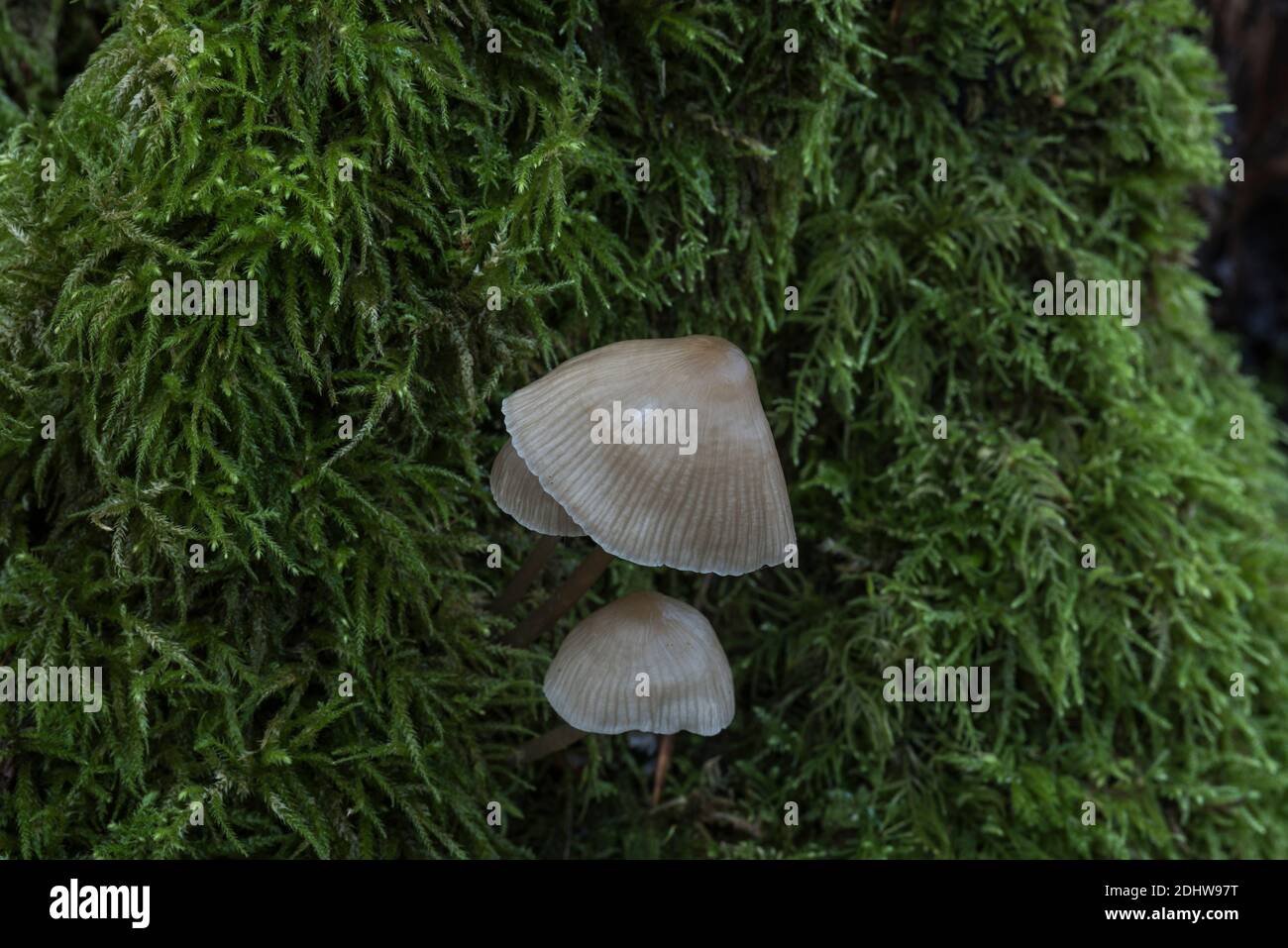 Fungi - Mycena species Stock Photo - Alamy