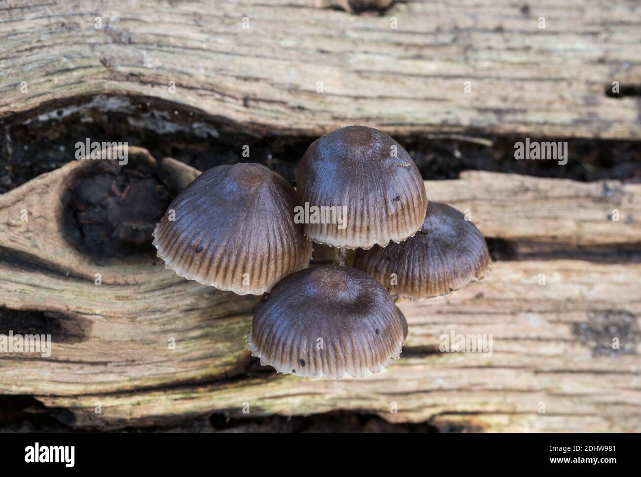 Mycena species hi-res stock photography and images - Alamy