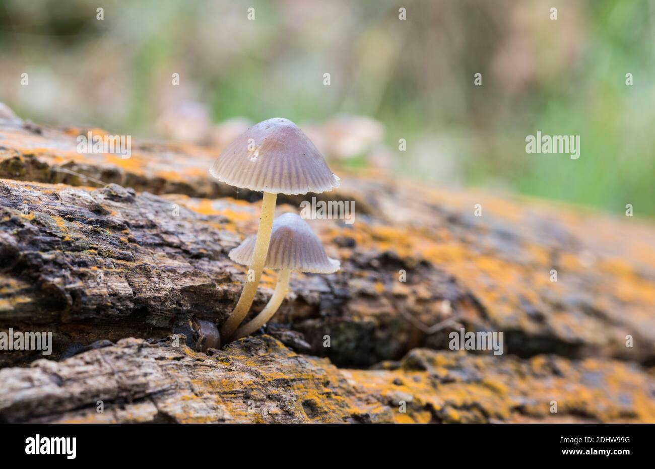 Mycena species hi-res stock photography and images - Alamy