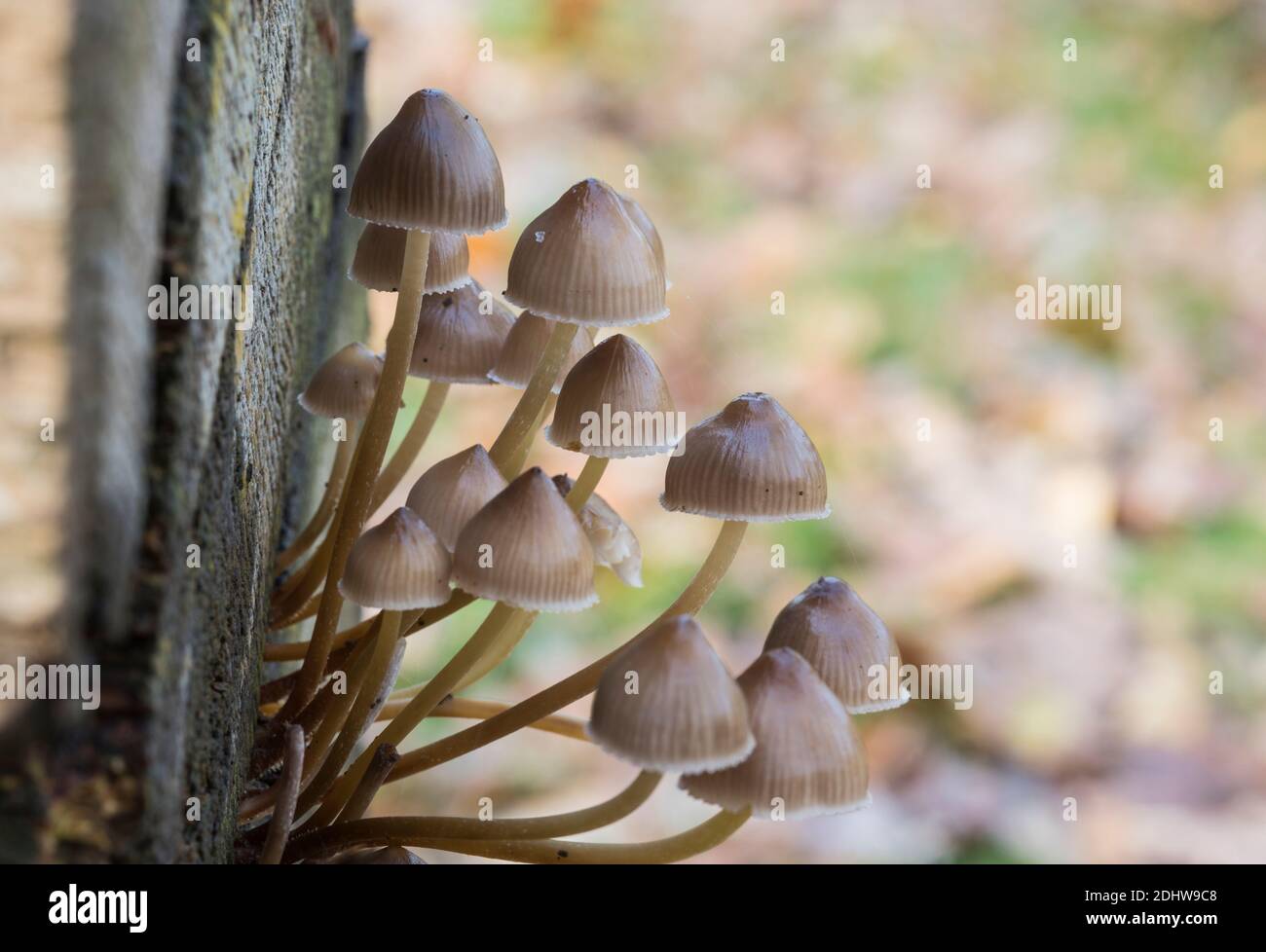 Mycena species hi-res stock photography and images - Alamy
