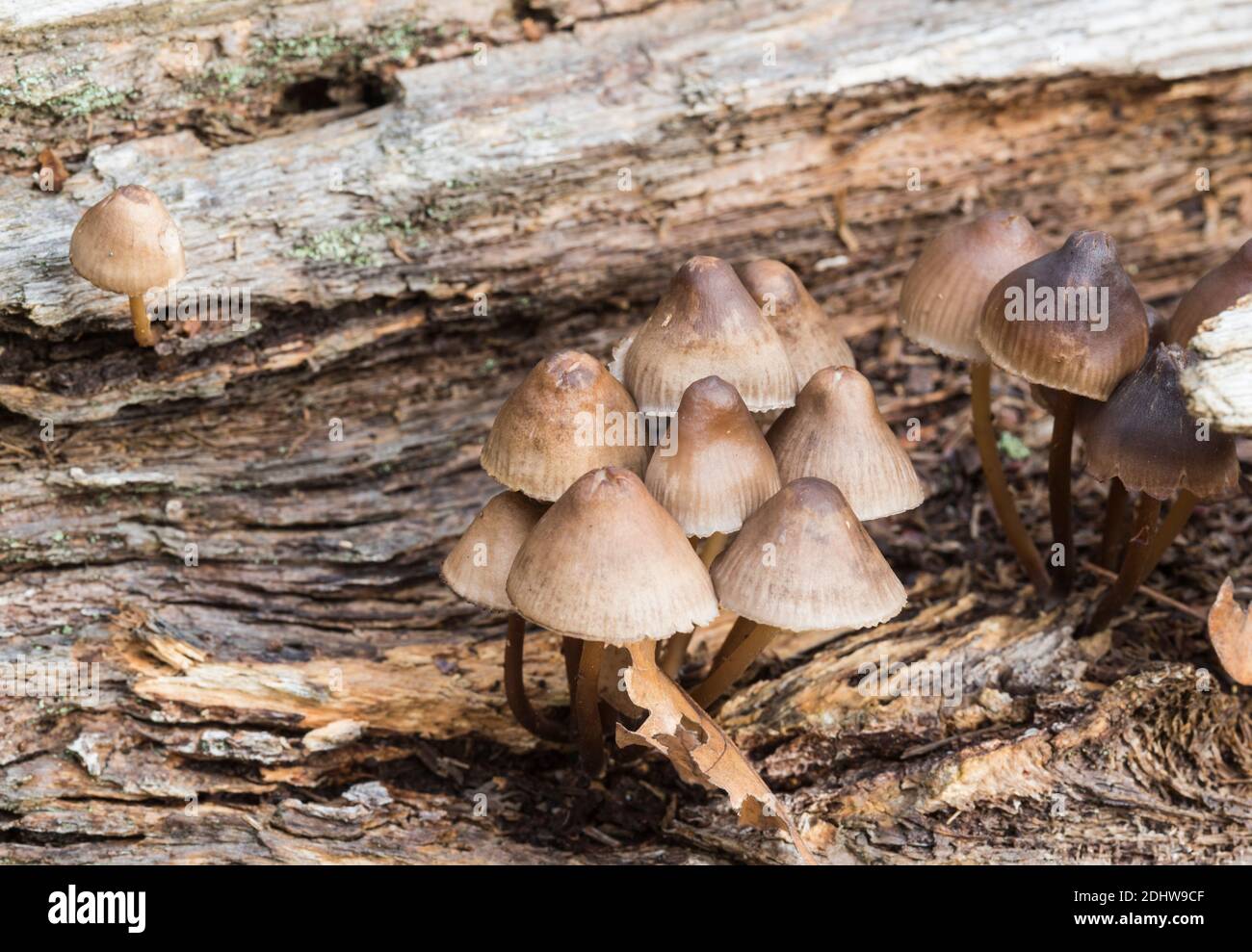 Mycena species hi-res stock photography and images - Alamy